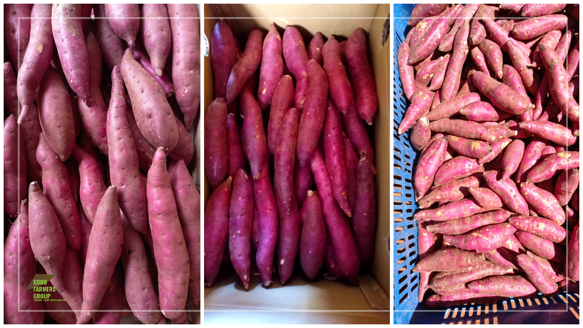 JAPANESE SWEET POTATOES: A SUPERFOOD FOR DAILY HEALTH